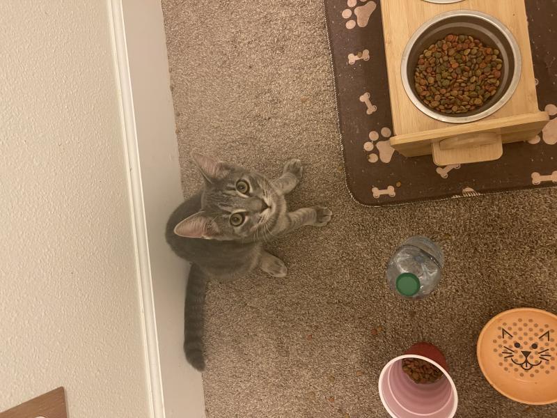 Adopt