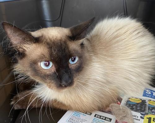 Axel - The Cat House on the Kings